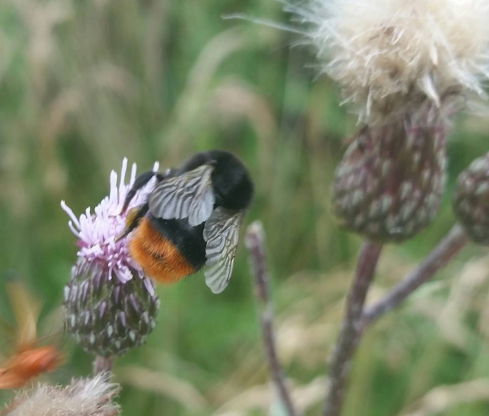 Hvilken humlebi med orange popo? - Naturbasen