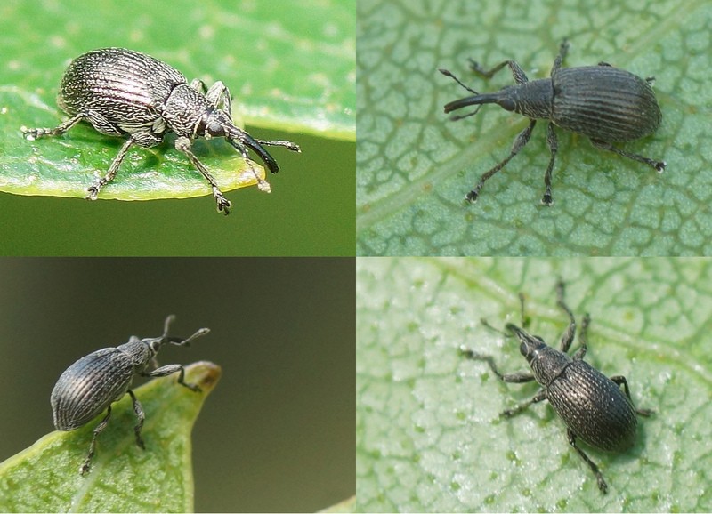 Små snudebiller i mængder på birk - men hvilken? - Naturbasen