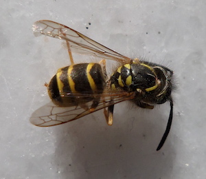 Hvilken gedehams med bo i haven? - Naturbasen