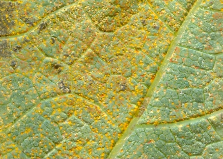 Rust på hvid hestehov - Naturbasen