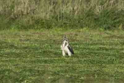 Artsbestemmelse - hvilken rovfugl - Naturbasen
