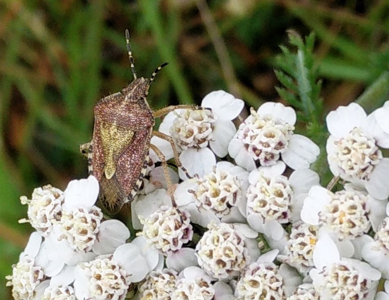 ID på tæge fra Glæde/Hjardemål Klit - Naturbasen