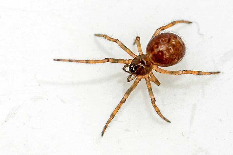 Lille brun edderkop? - Naturbasen