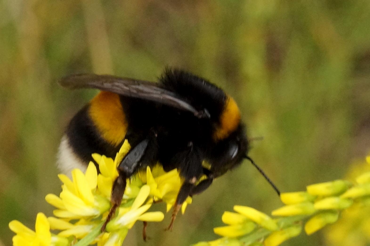 hvilken humle - Naturbasen