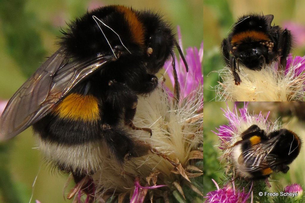 Have-humle ? - Naturbasen