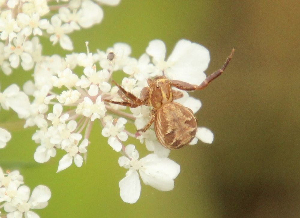 er dette alm krabbe edderkop - Naturbasen