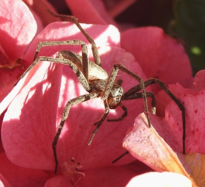 Hvilken jagtedderkop? - Naturbasen