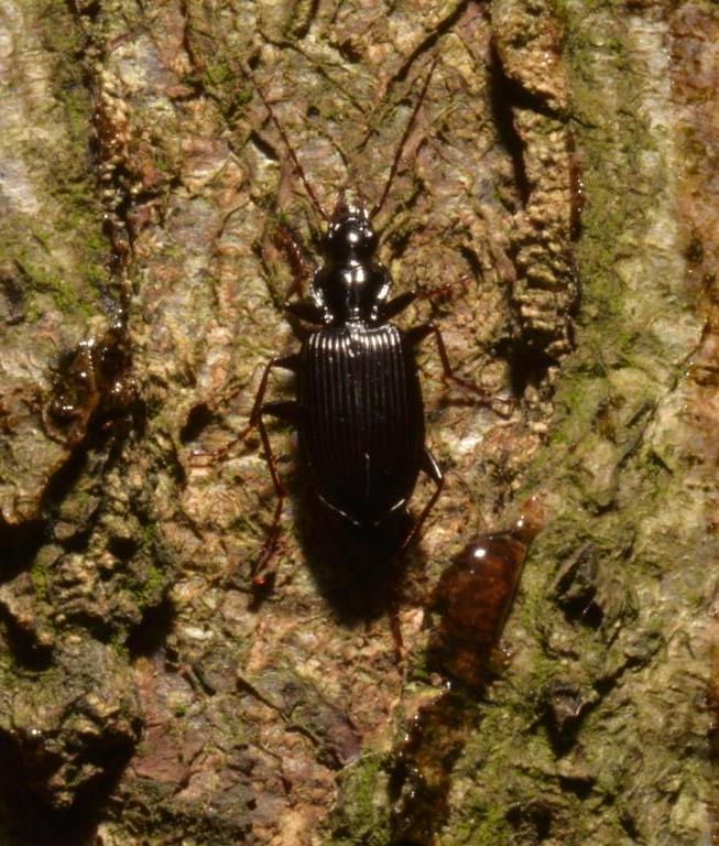 Søger id på sort bille - Naturbasen