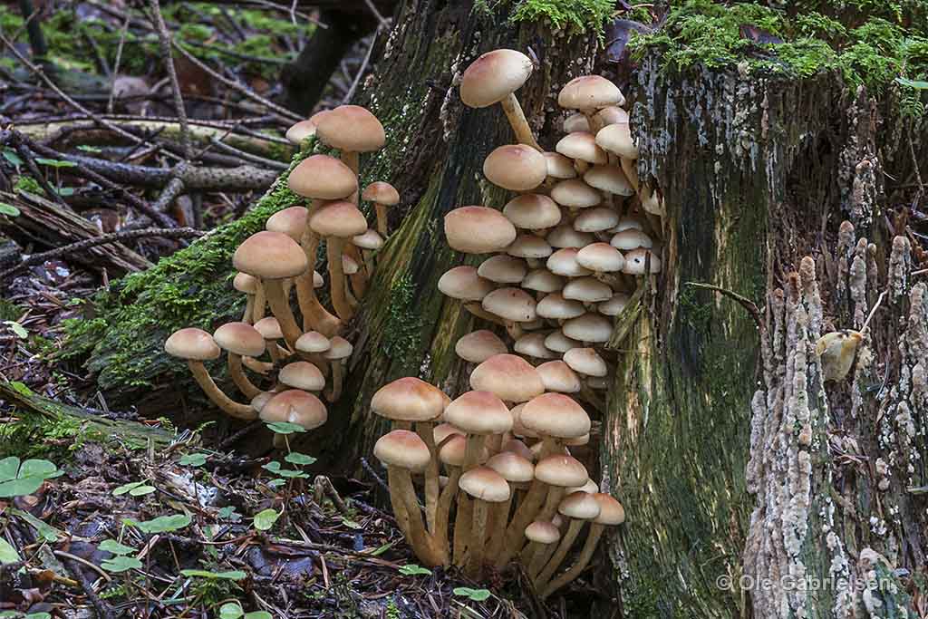 Artsbestemmelse af svamp - Naturbasen