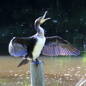 Sjælden skarv? - Naturbasen