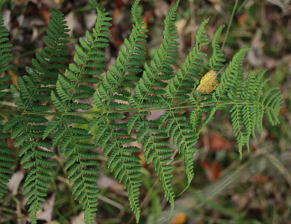 Hvilken bregne? - Naturbasen