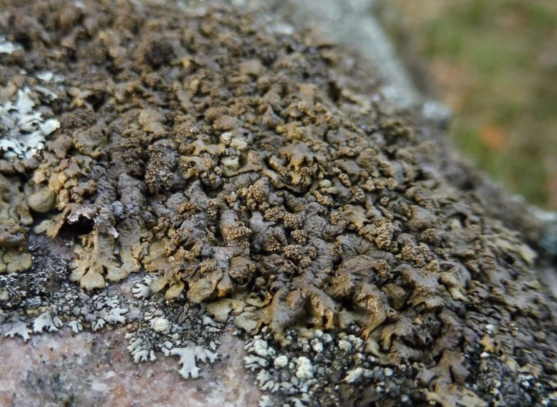 Knudret Skållav (Xanthoparmelia loxodes)? - Naturbasen