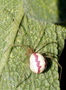 dansk(!) edderkop - Naturbasen