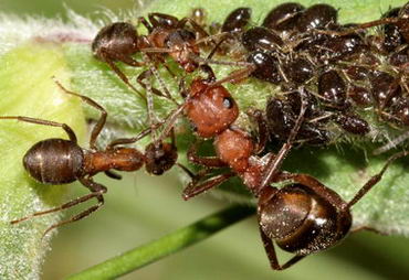 Hvilken myre i flere størrelser? - Naturbasen