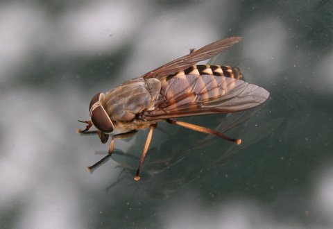 Hvilken stor hveps, eller..? - Naturbasen