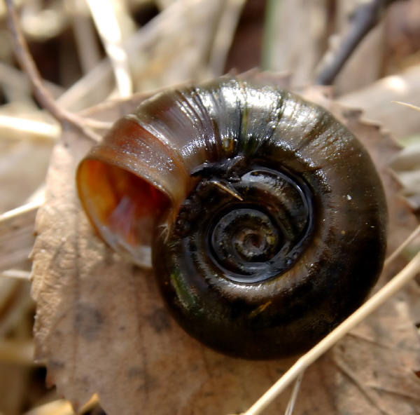 Hvad er den for en snegl? - Naturbasen