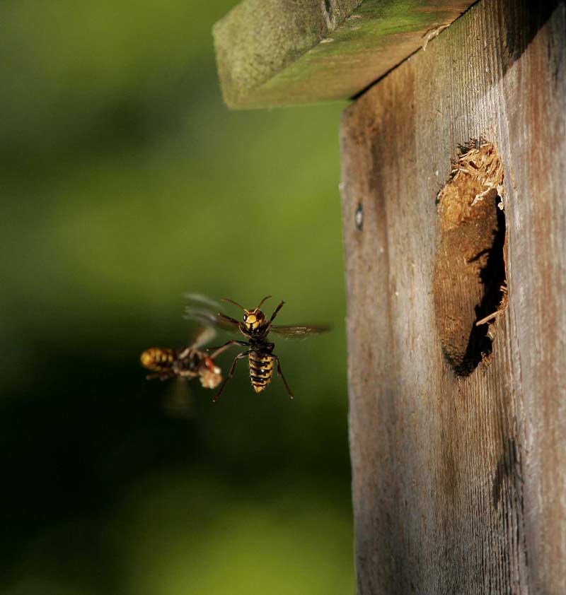 Stor gedehams i redekasse! - Naturbasen