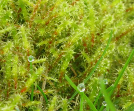 Plæne Kransmos - Naturbasen