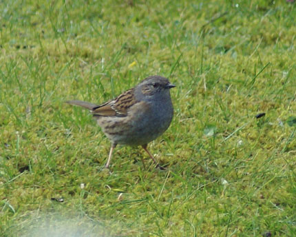 Er dette en jernspurv? - Naturbasen