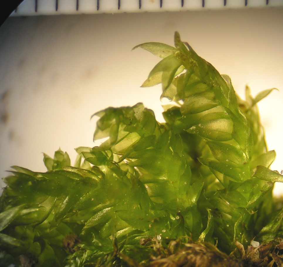 Hvilket dobbelnervet mos fra skov? - Naturbasen