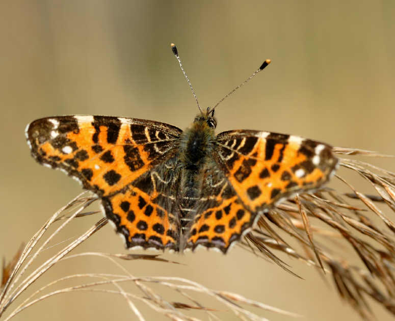 Sommerfugl ? - Naturbasen