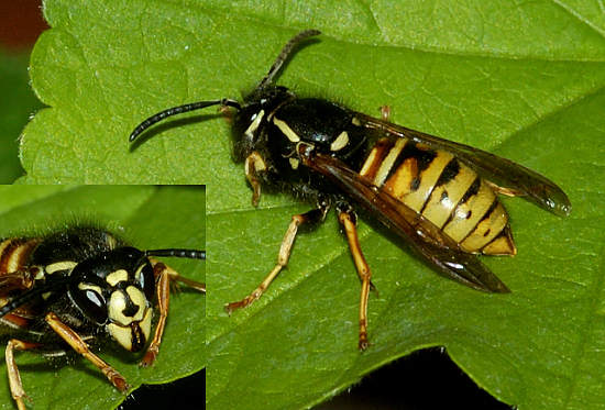 Rød gedehams? - Naturbasen