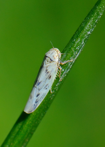 Tiplettet småcikade (Balclutha punctata) ? - Naturbasen