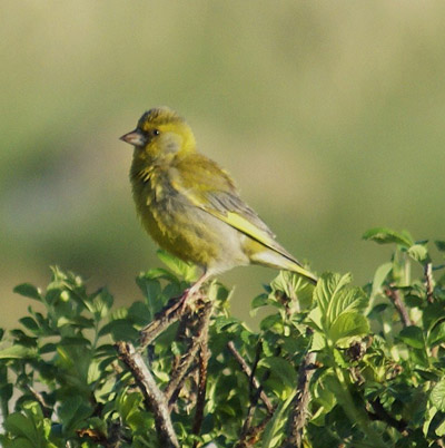 Hvilken irisk ? - Naturbasen