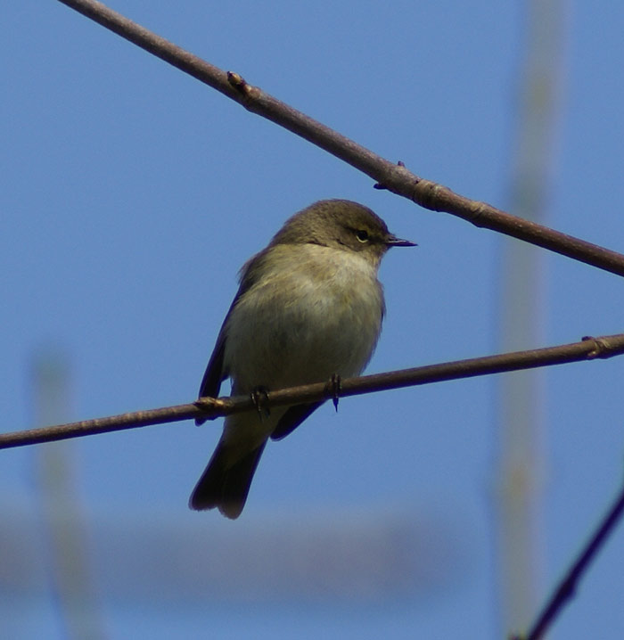 Gransanger ? - Naturbasen
