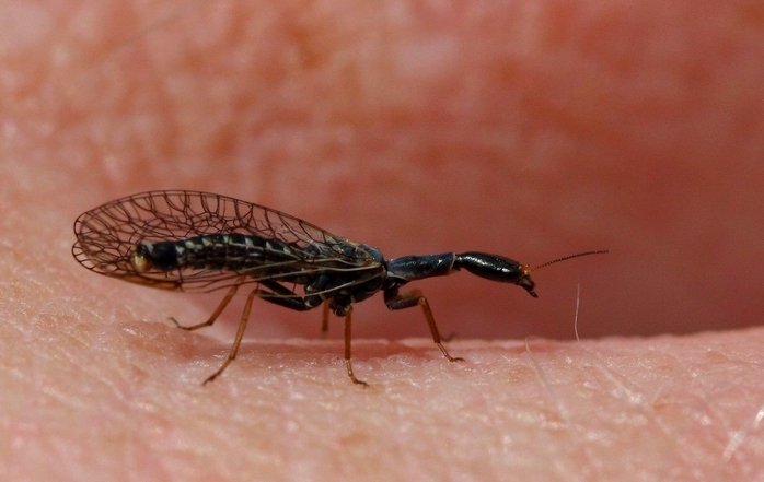 Hvilket insekt? - Naturbasen