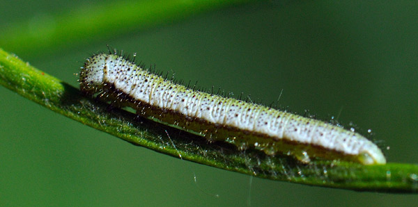 Aurora larve ? - Naturbasen