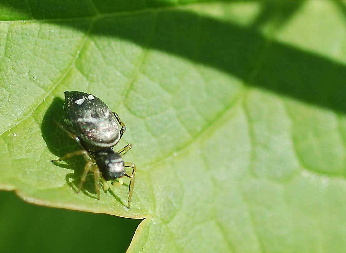 Sort edderkop med hvide tegninger og gule/sorte ben - Naturbasen