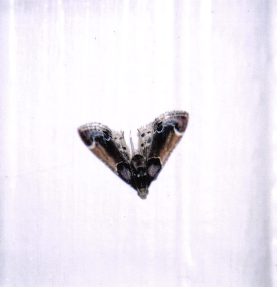 Hvilken lille flyver? 2 billeder - Naturbasen