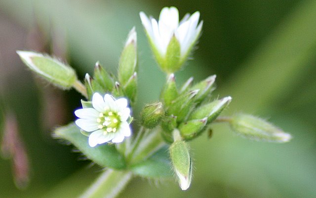 Hvilken plante? - Naturbasen