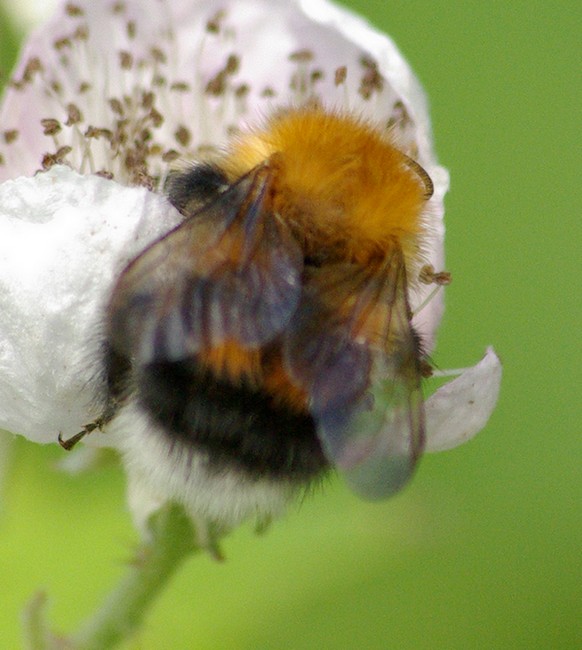 Og har denne rødhårede humlebi et navn? - Naturbasen