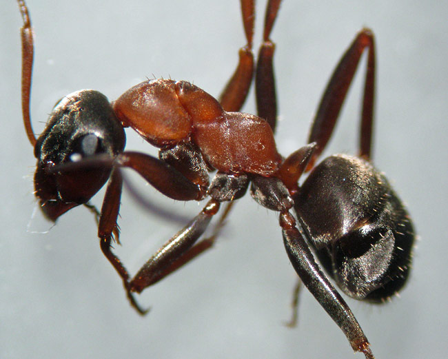 Hvilke myrer? - Naturbasen