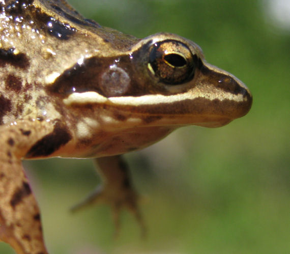 ID af brun frø - Naturbasen