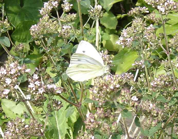 3 kålsommerfugle - Naturbasen