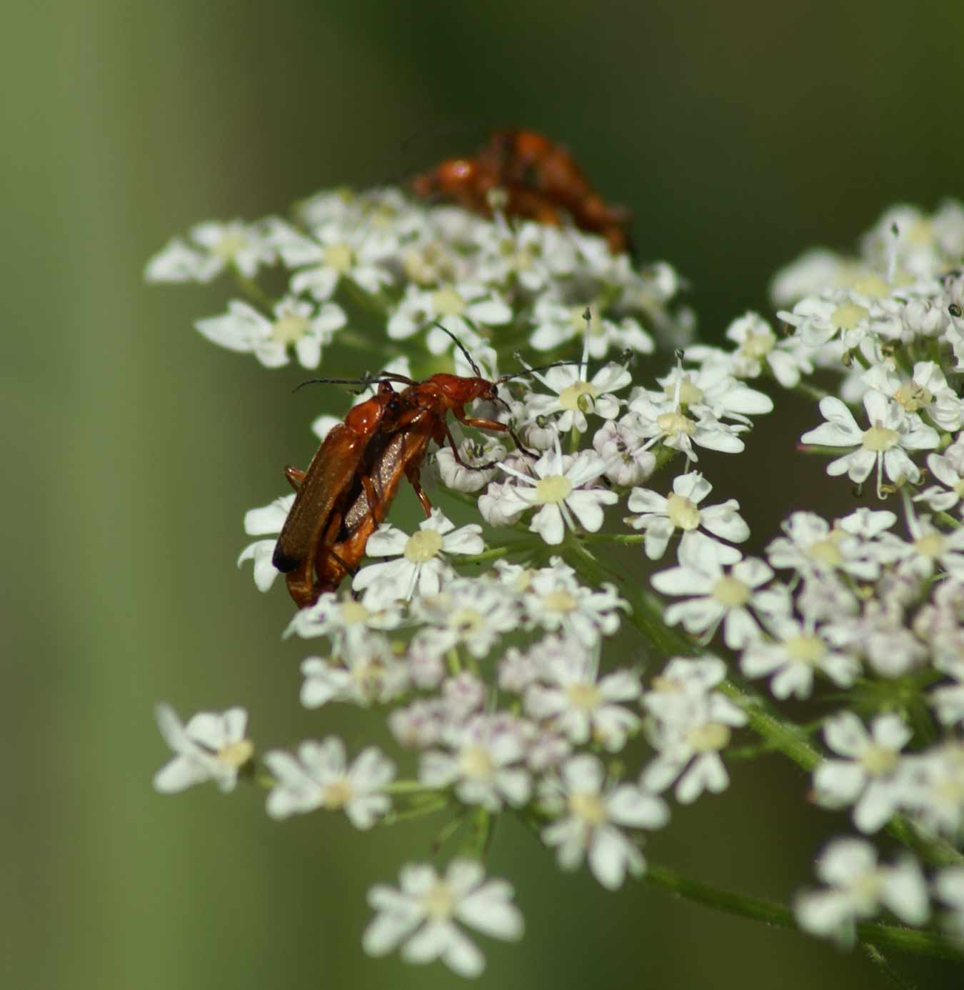 Hvilke parringslystne insekter? - Naturbasen