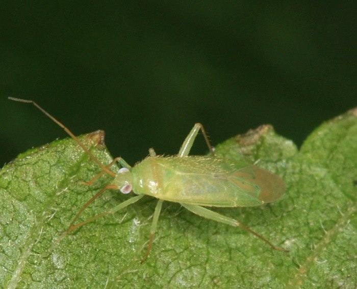 Orthotylus prasinus ? - Naturbasen