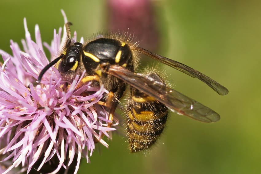 Håret Hveps ?? - Naturbasen