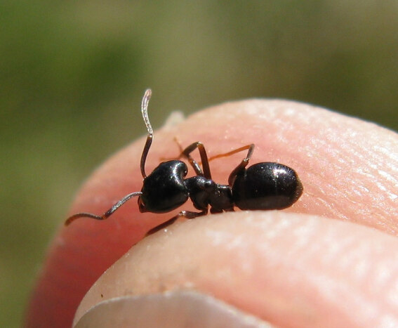 Kan man lugte en myre? - Naturbasen