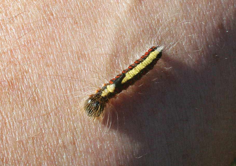 Hvilken lille laber larve.??? - Naturbasen