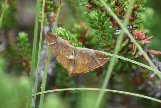 Hvilken måler? - Naturbasen