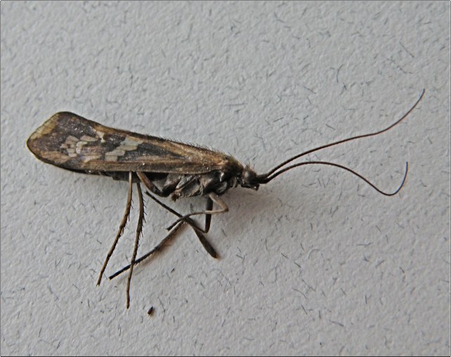 Limnephilus lunatus (Limnephilus lunatus Curtis, 1834) - Naturbasen