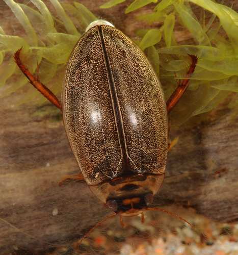 Rhantus notatus? - Naturbasen