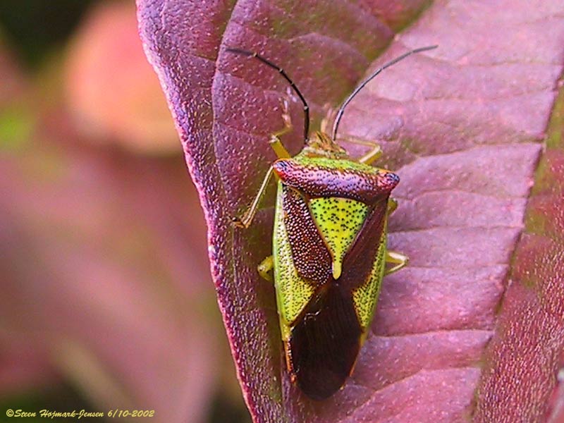 Hvad er dette for et insekt? - Naturbasen