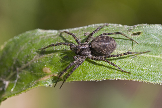 Jagtedderkop? - Naturbasen