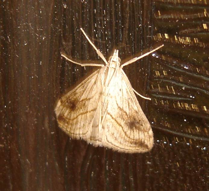 Natflyver - Naturbasen