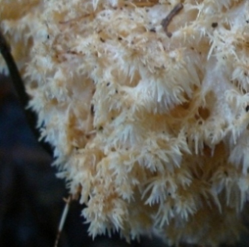 Pigsvamp? - Naturbasen